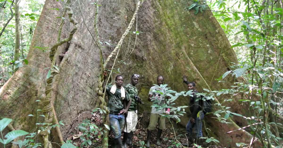 Lindungi hutan Liberia – Larang obral merusak iklim dari Dubai ...