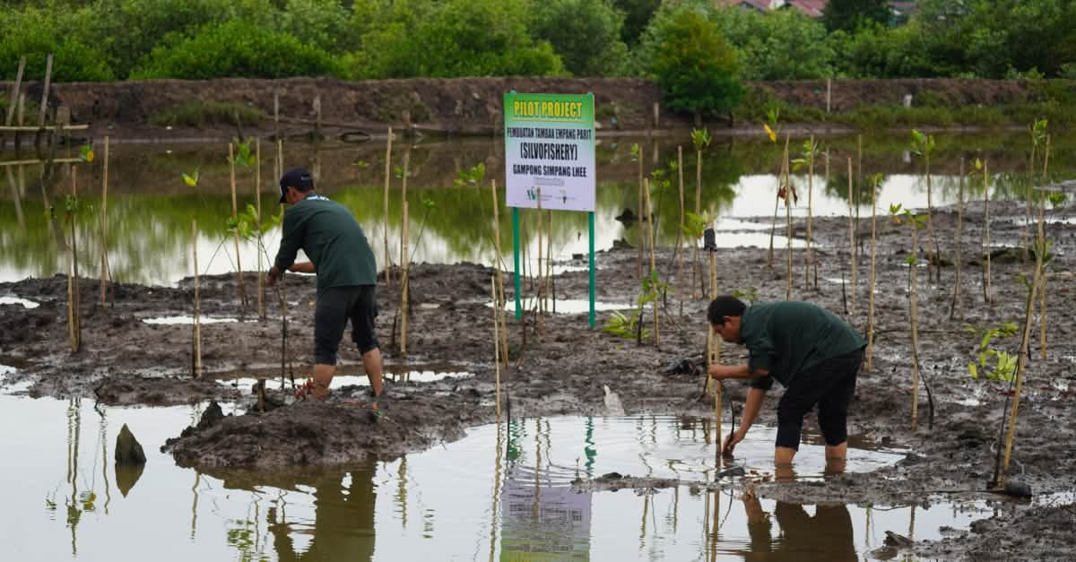 Hutan bakau. Rawa gambut. Perlindungan lahan basah di Aceh - Selamatkan ...