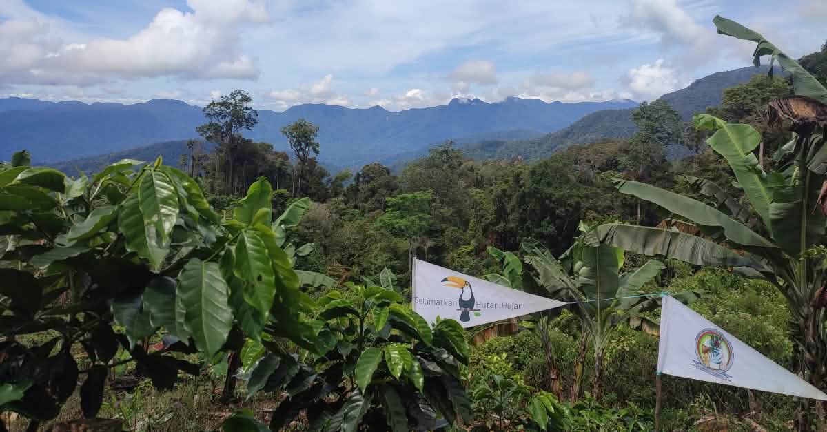 Menanam pohon di hutan Pining mulai memberikan hasil - Selamatkan Hutan ...