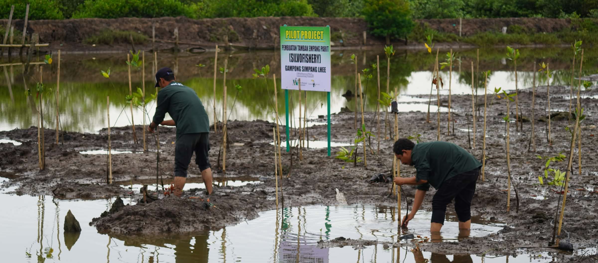 Hutan bakau. Rawa gambut. Perlindungan lahan basah di Aceh - Selamatkan ...