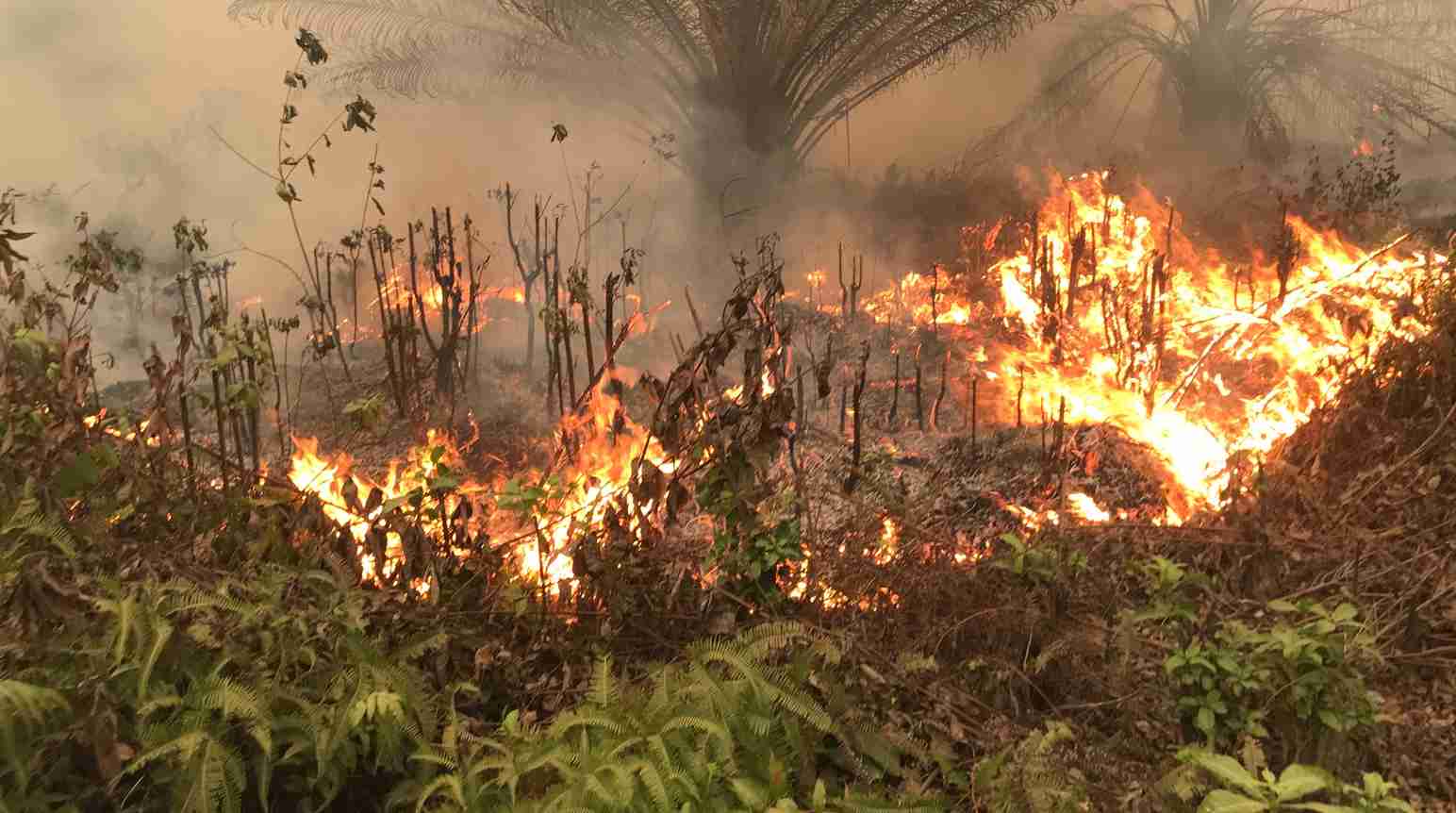 Kebakaran Hutan Yang Terjadi Di Pulau Sumatera Menyebabkan Berbagai ... Kebakaran Hutan Yang Terjadi Di Pulau Sumatera Menyebabkan Berbagai ...